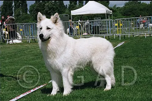 Vendetta Corto Maltes du Manoir de la Roche Blanche