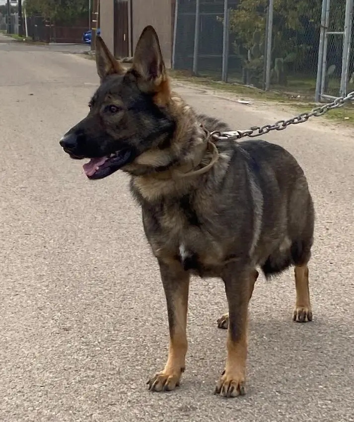 montgomery's lady vi