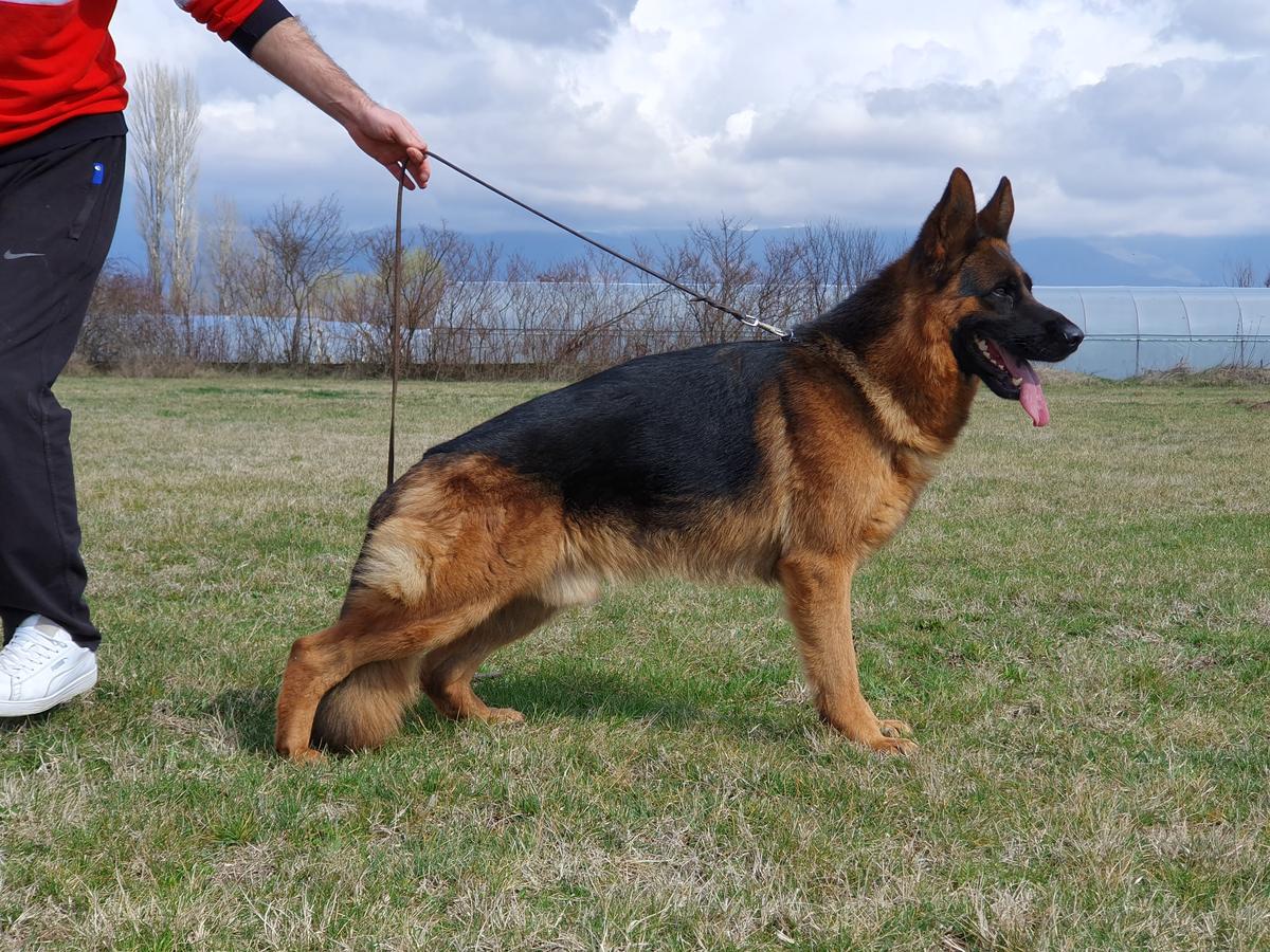 Djambo vom Dzoni House